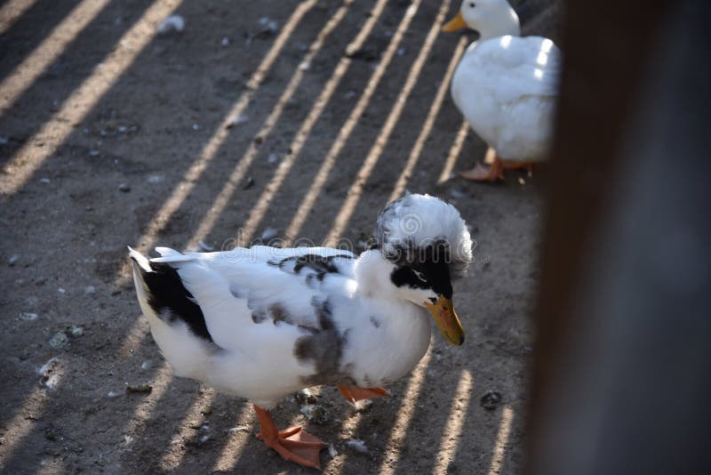 A Duck with a Fluffy Hat on Its Head Stock Image - Image of geese, pond ...