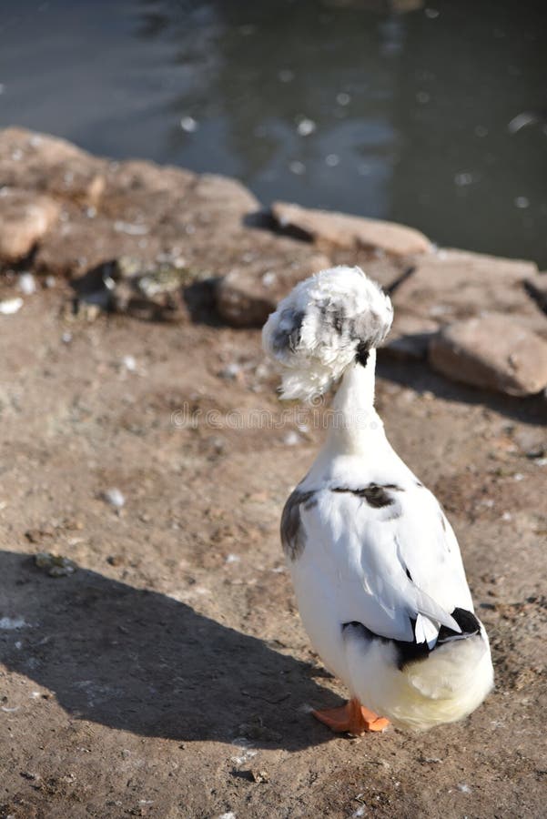 A Duck with a Fluffy Hat on Its Head Stock Image - Image of wing, geese ...