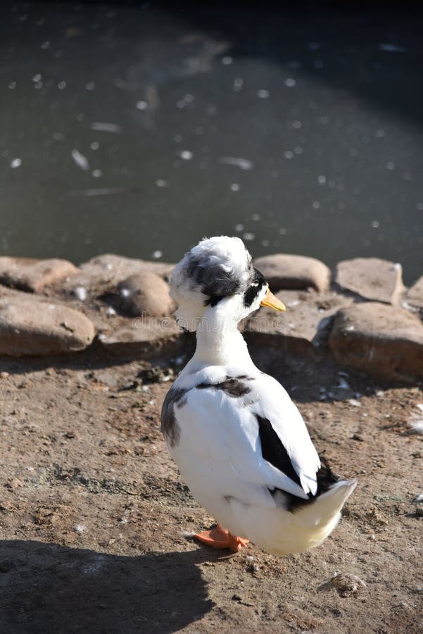 A Duck with a Fluffy Hat on Its Head Stock Image - Image of fluffy ...