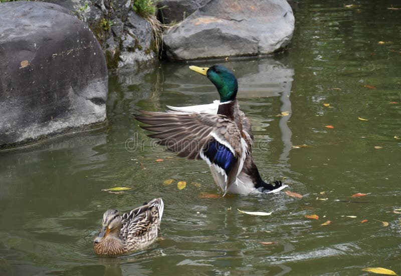 Duck flying stock photo. Image of duck, animals, ducks - 73532082