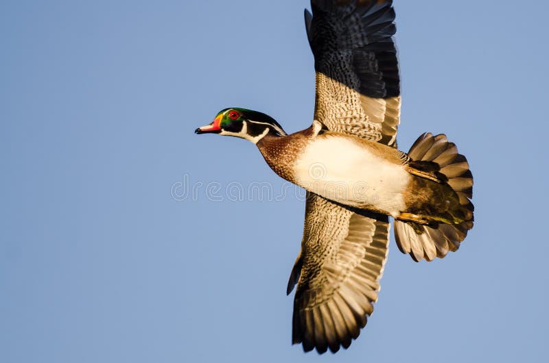 Duck Flying De Madeira Em Um C?u Azul Imagem de Stock - Imagem de ...
