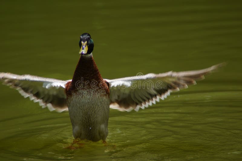 Duck flying stock photo. Image of nature, water, flying - 48519020