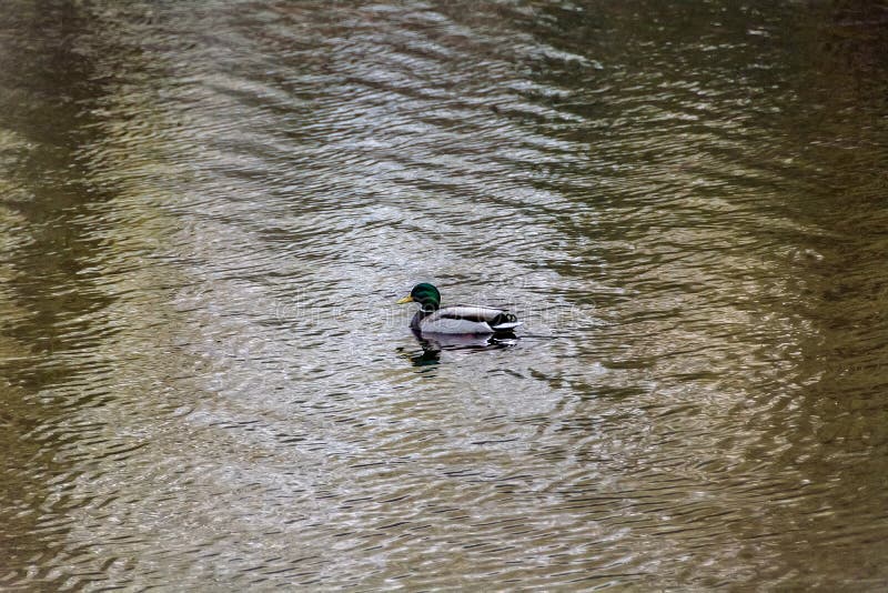 Duck flying over the lake stock image. Image of wildlife - 176375047