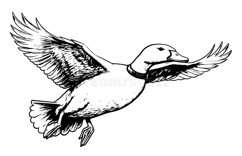 Duck Flying Sketch Painted Vector Illustration Bird Stock Vector ...