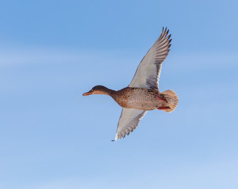 Duck flying in the sky stock image. Image of head, mallard - 141735599