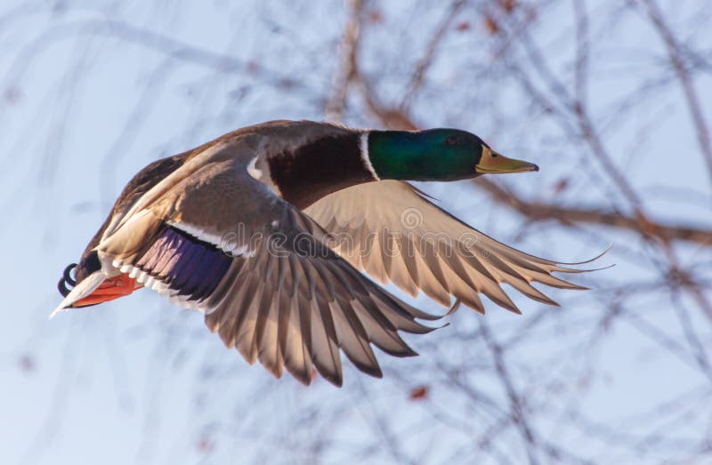 Duck flying in the sky stock image. Image of head, mallard - 141735599