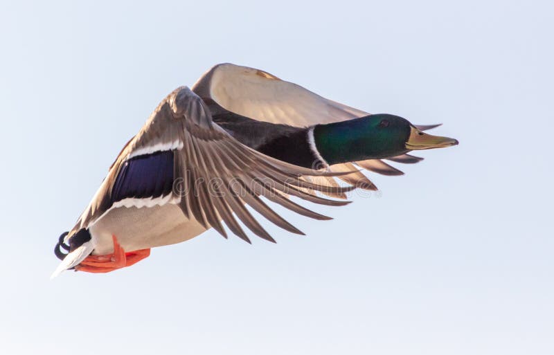 Duck flying in the sky stock image. Image of wildlife - 141735511