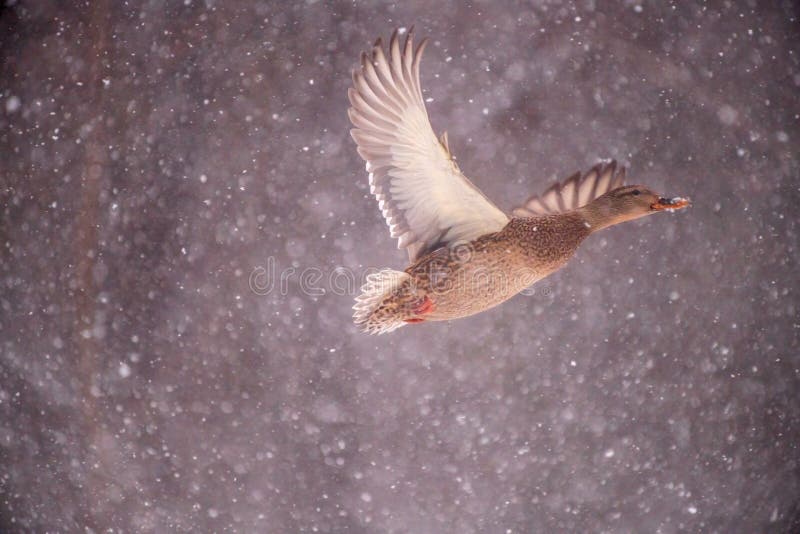 Duck flying in storm stock image. Image of bird, insect - 266626729