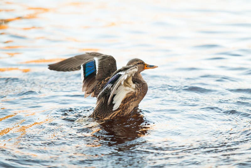Duck Flying Up from the Water. Duck Fluttering Stock Photo - Image of ...