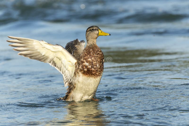 Duck stock image. Image of green, motion, beak, beautiful - 31199329
