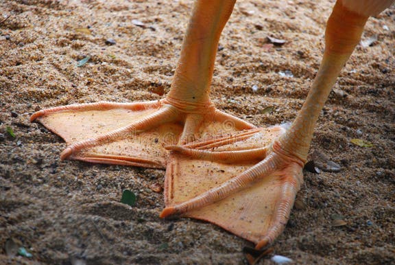 Duck foot stock image. Image of bird, background, duckies - 3171921