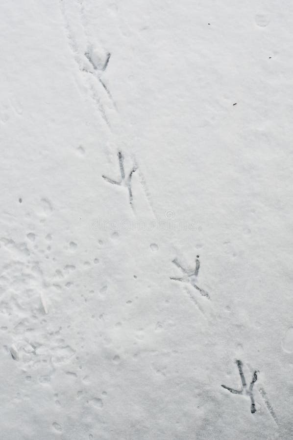 Duck foot prints on snow stock image. Image of diagonal - 17393957