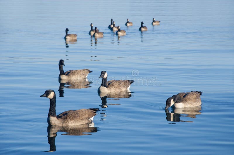 Duck Formation stock photo. Image of animals, nature - 48131102
