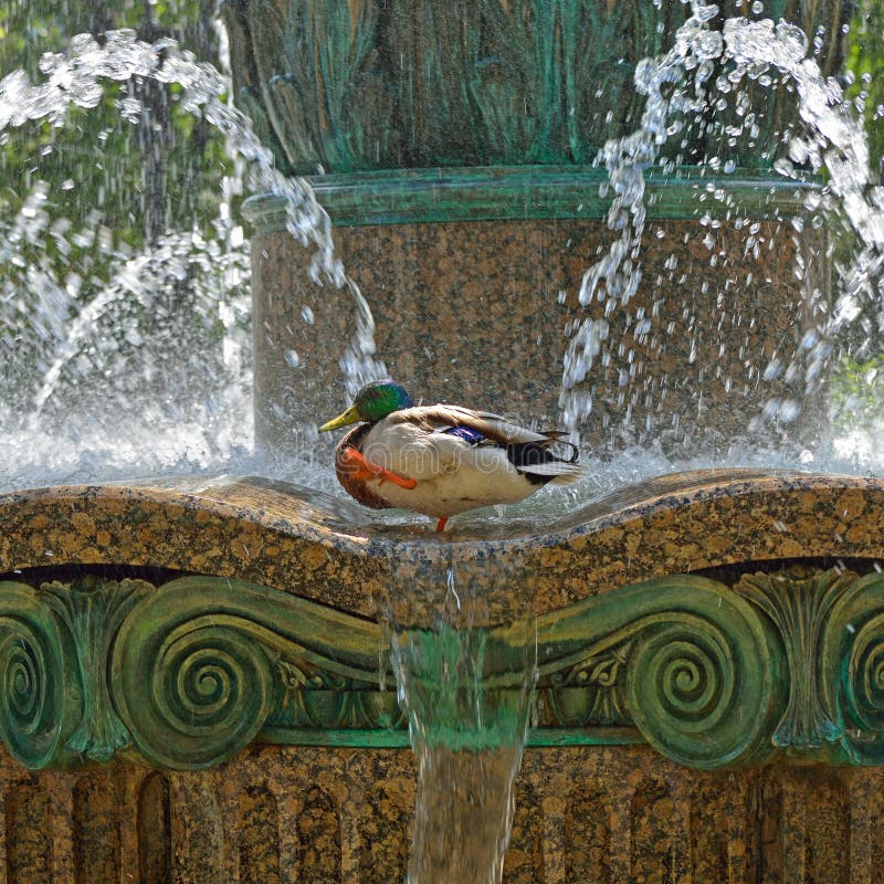2,832 Duck Fountain Stock Photos - Free & Royalty-Free Stock Photos ...