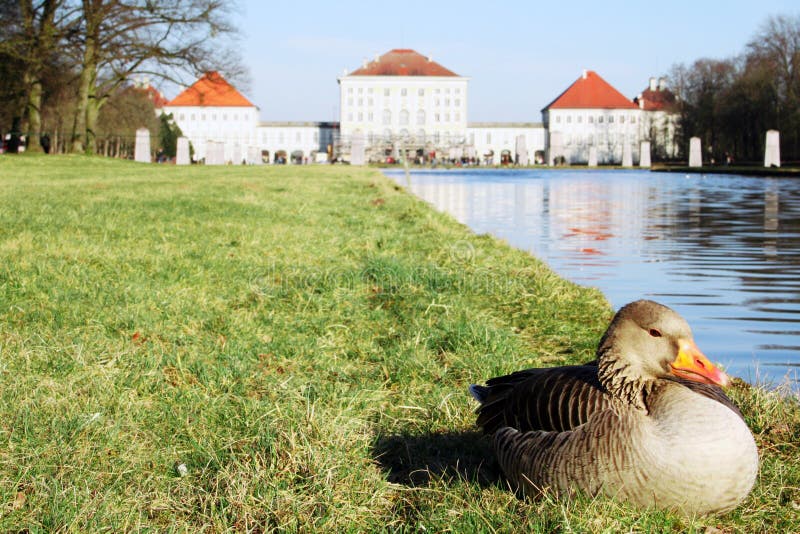 Duck in front of Castle stock photo. Image of bavaria - 2090964