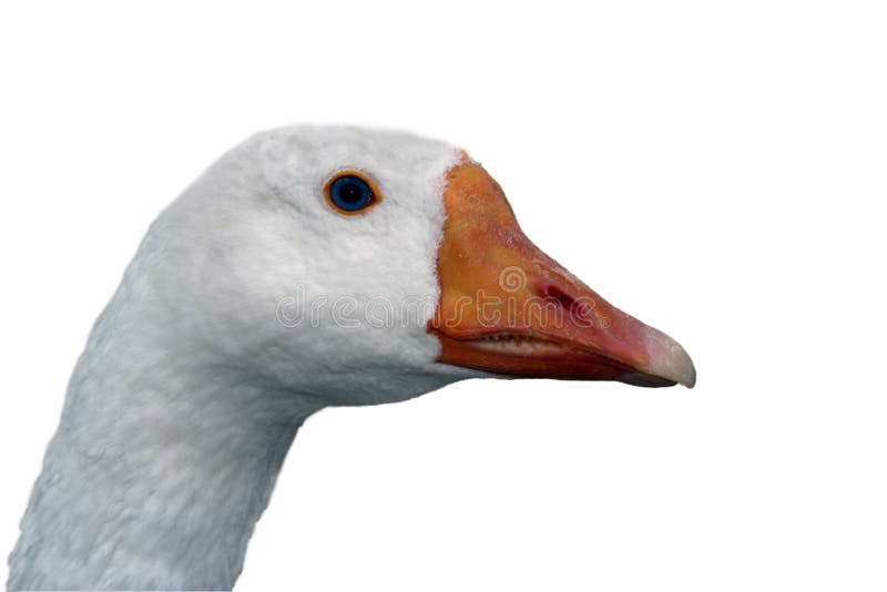 Duck In Front Of A White Background Picture. Image: 4796447
