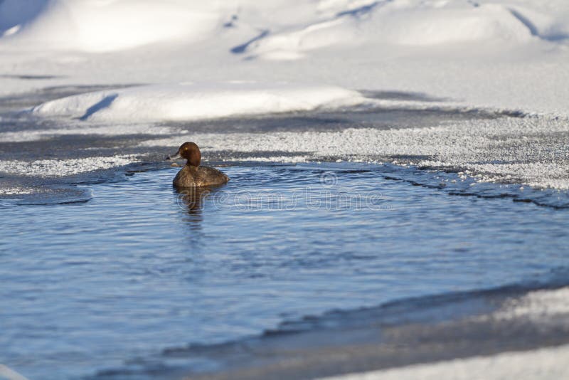 Duck in Frozen Pond stock photo. Image of outdoors, winter - 17207126