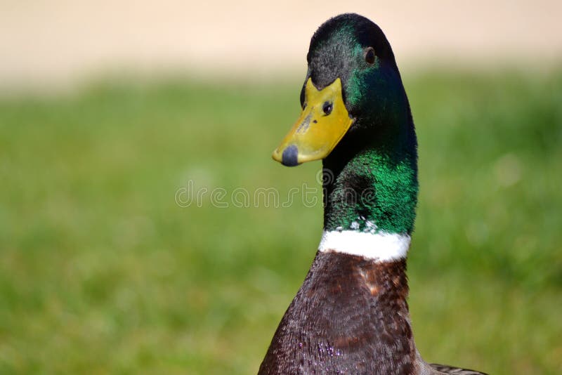 Duck stock image. Image of waterfowl, head, duck, funny - 38901437