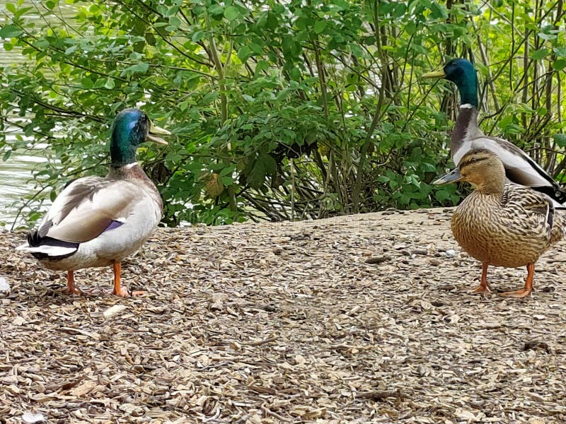 Duck gang 2 stock image. Image of duck, ducks, wildlife - 247481859