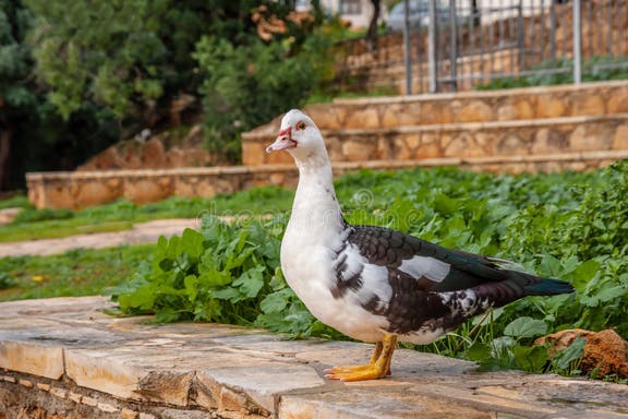 Herb Garden Courtyard Monastery Stock Photos - Free & Royalty-Free ...