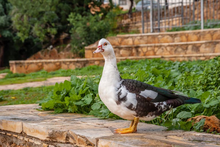 Herb Garden Courtyard Monastery Stock Photos - Free & Royalty-Free ...