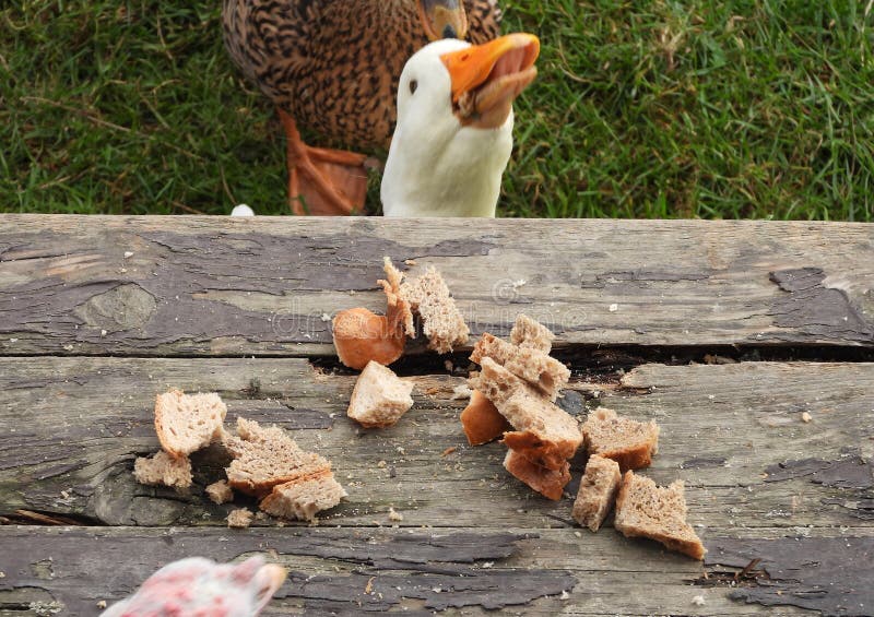 Duck and geese feeding 6 stock image. Image of environmental - 206329097