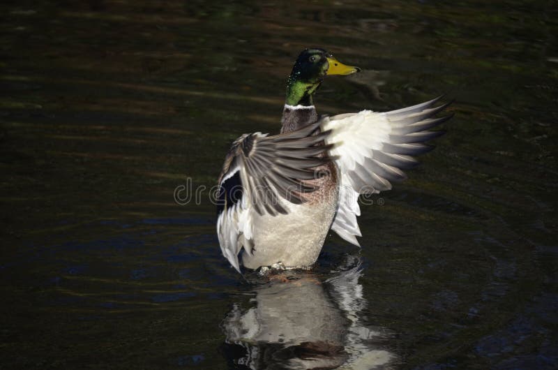 Duck Getting Dry Stock Photos - Free & Royalty-Free Stock Photos from ...