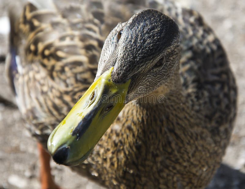 Strange Duck stock image. Image of farm, avian, black - 3760805