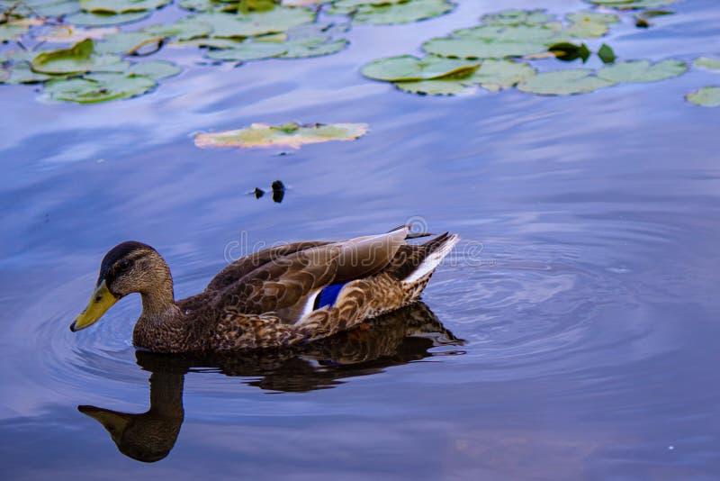 Duck Gliding Past Lily Pads Stock Photo - Image of gliding, pond: 156905230