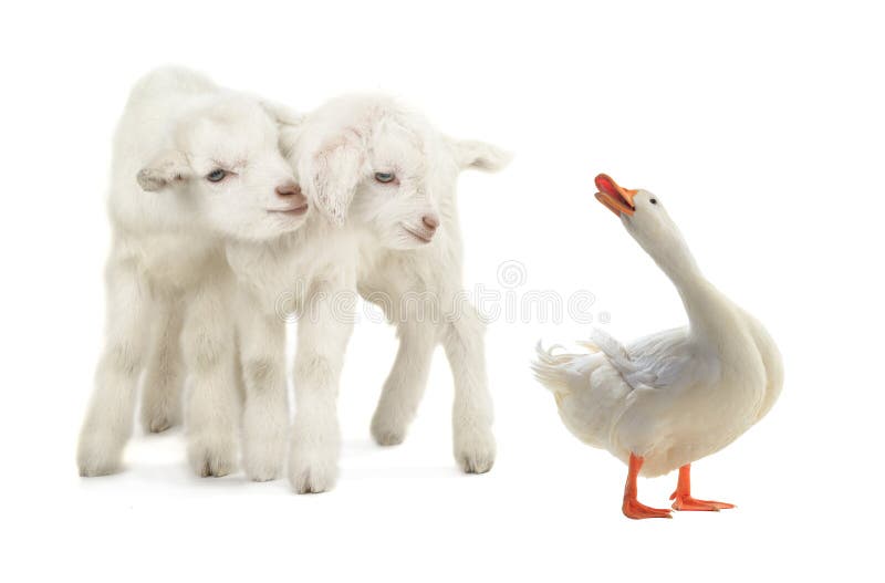 Duck and goat stock photo. Image of white, farm, card - 76004488
