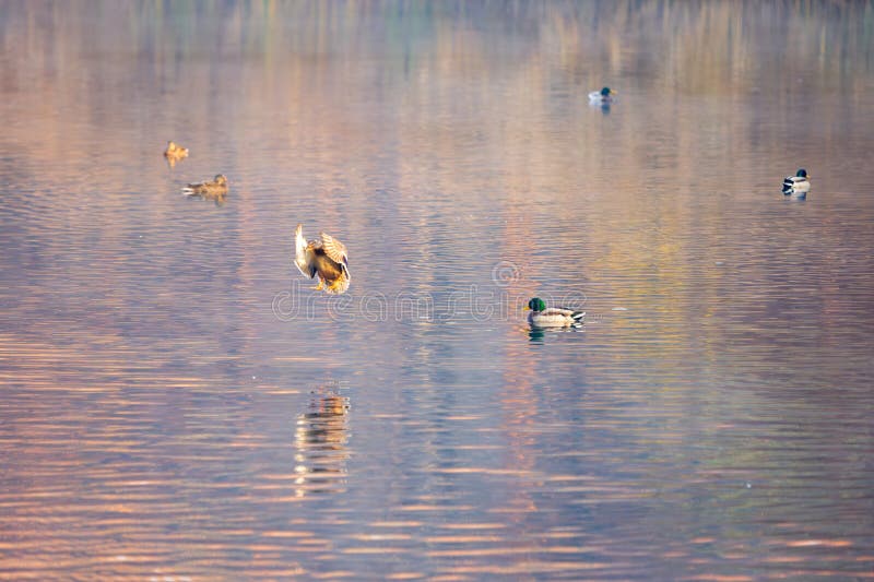 Duck Going Down Onto Surface of a Lake Stock Photo - Image of waterfowl ...