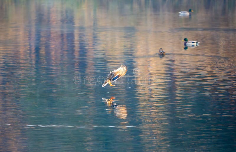 Duck Going Down Onto Surface of a Lake Stock Photo - Image of morning ...