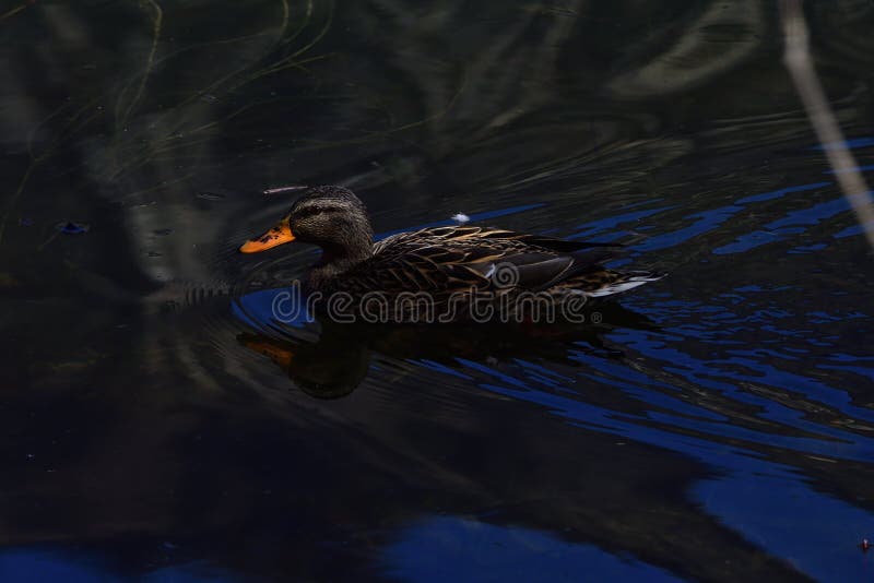 Duck going forward stock photo. Image of fowl, forward - 212864684