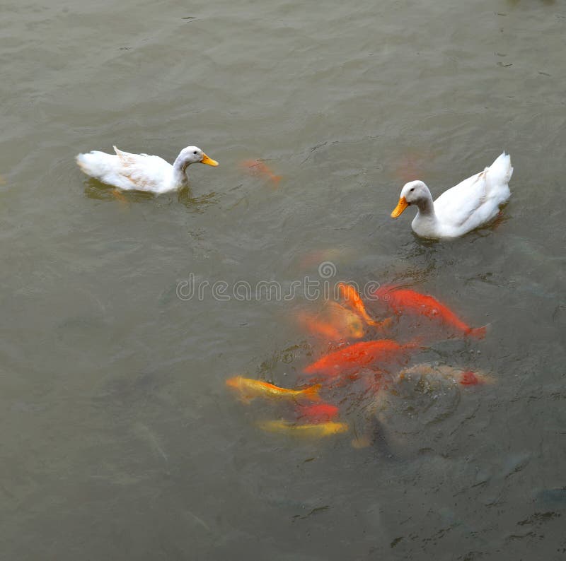 Duck and Gold Fish stock image. Image of duck, male, paddling - 52649519
