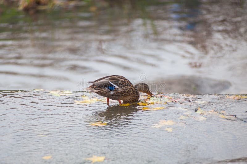 Duck Grabs the Leaves on the Water Stock Image - Image of harvest, food ...