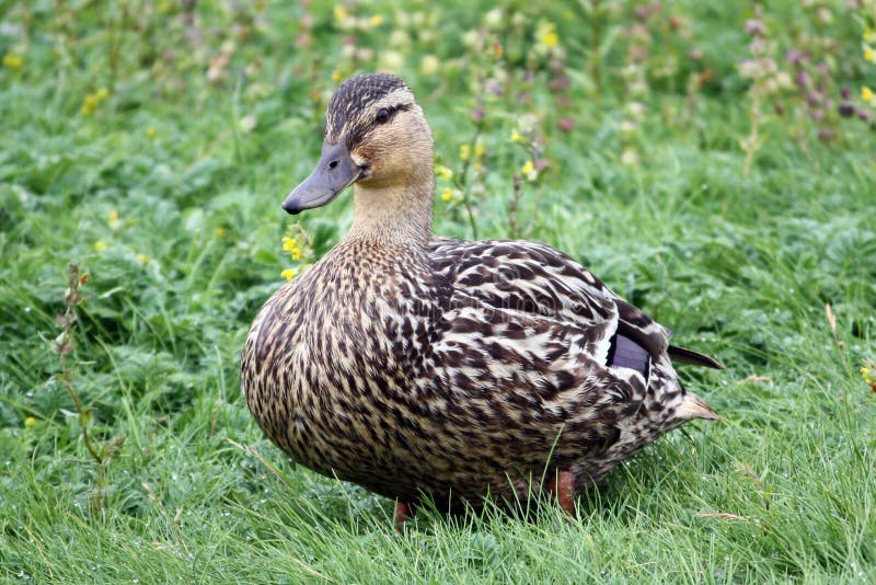 Duck on the grass stock image. Image of wild, green, feathers - 22786635