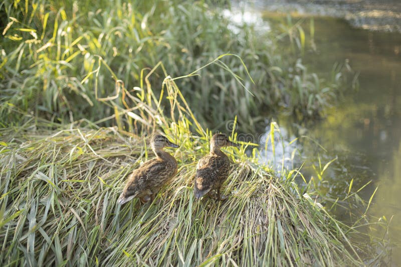 Duck in Grass. Birds in Wild Stock Photo - Image of horizontal, outdoor ...