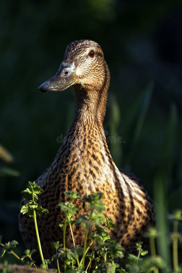 Duck on grass stock image. Image of animal, green, wild - 34349885