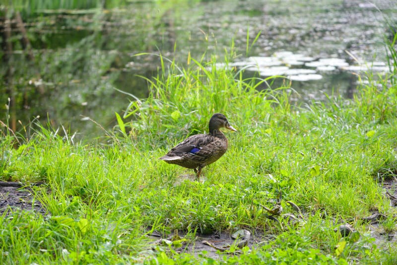 Duck in the grass. stock photo. Image of cute, meadow - 75026536
