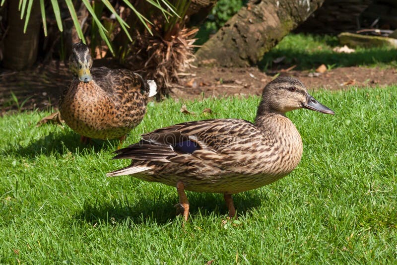 Duck on the grass stock photo. Image of avian, garden - 87157362