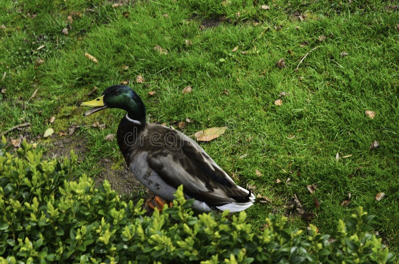 Duck on the grass stock photo. Image of male, fall, nature - 97113948