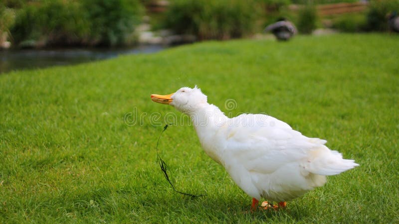 Duck in grass stock photo. Image of grass, shaking, animal - 54676008