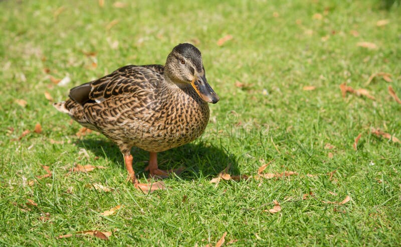 Duck on the green grass stock photo. Image of spring - 47936036