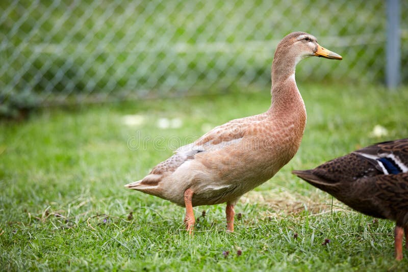 Duck on the Green Grass in the Yard Stock Photo - Image of field ...