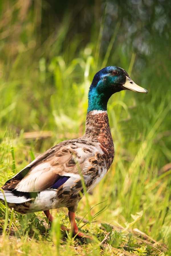 Duck in green nature stock photo. Image of feather, mallard - 41155542