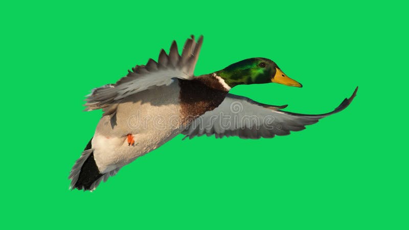 Duck on Green Screen stock footage. Video of transition - 350734216