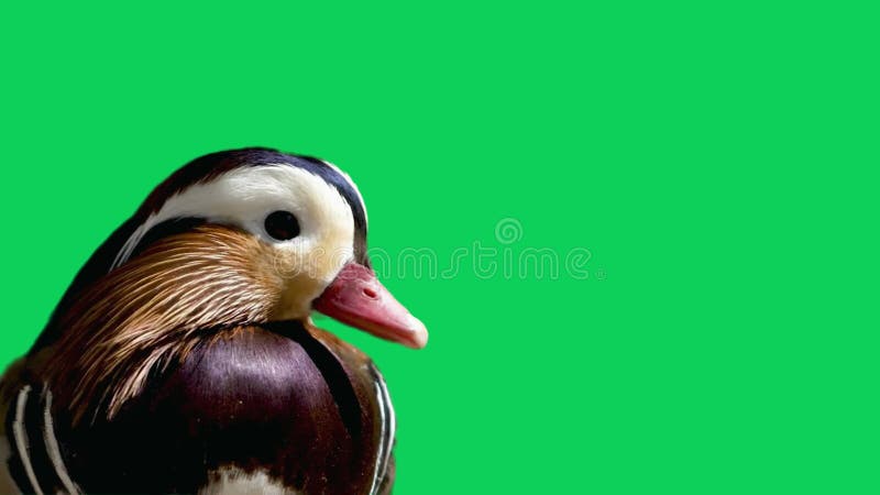 Duck on Green Screen stock footage. Video of female - 350734302
