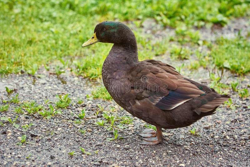 Duck on the Ground stock image. Image of duck, birdwatching - 101786205