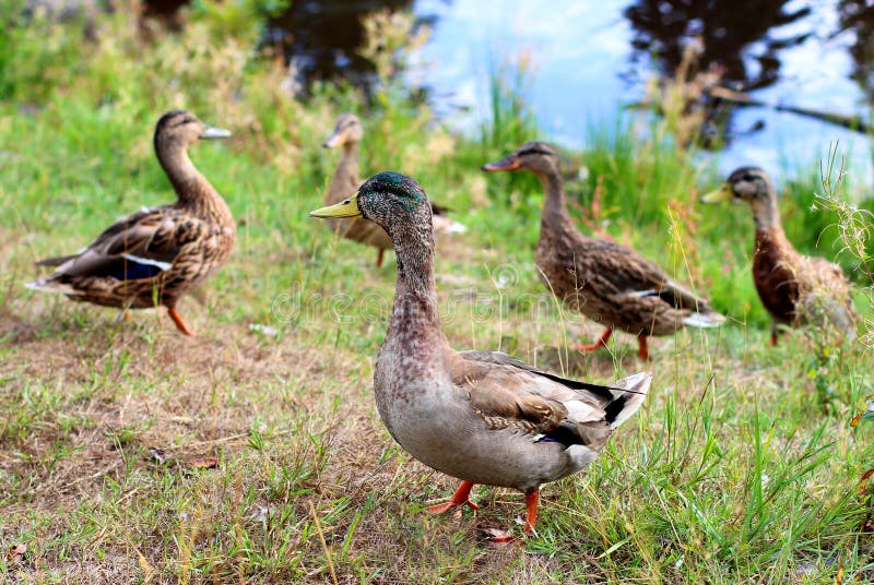 Duck Group stock image. Image of group, family, male - 35672435