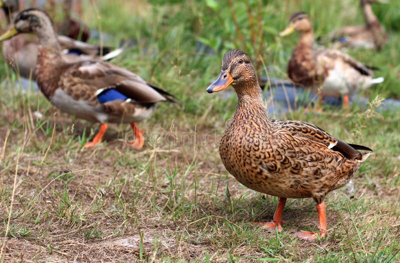 Duck Group stock photo. Image of outdoor, bunch, color - 35672864